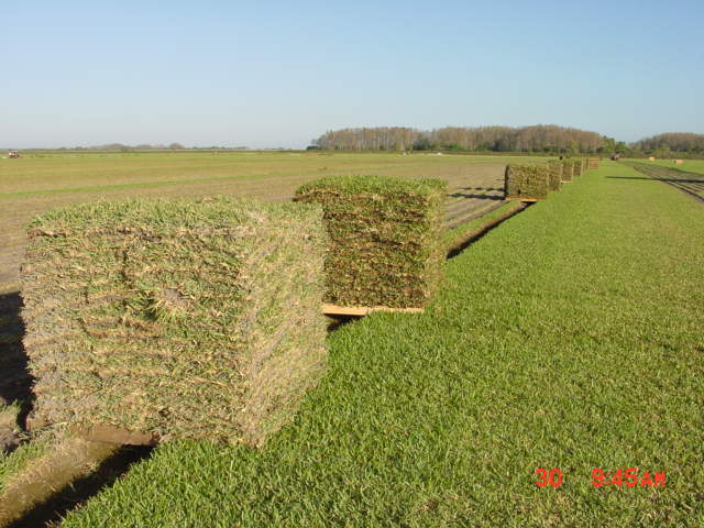 Silver Strand Sod Farm > Home